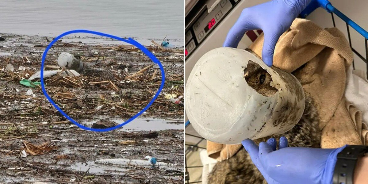 Rescuers Save ‘Dog’ Trapped In Floodwaters — Then Realize It’s Not A ...