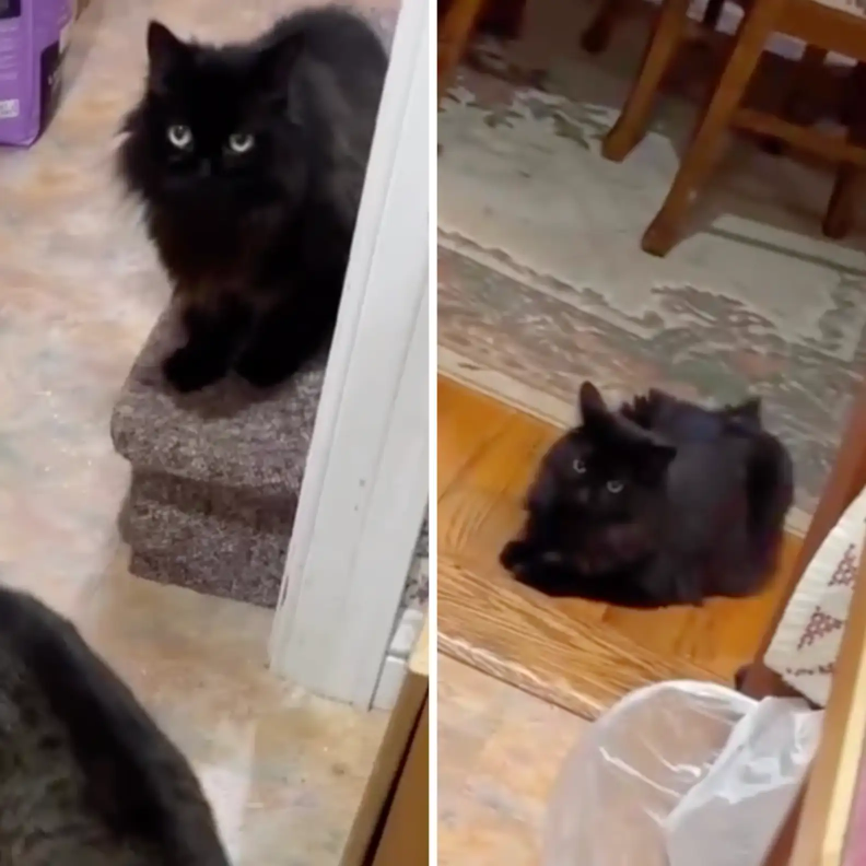 Pet Sitters Think They Lost a Cat — Then Realize They’ve Been Living ...