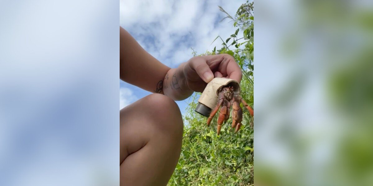 Woman Finds Hermit Crab Trapped In Plastic — And Gives Him The Home He ...