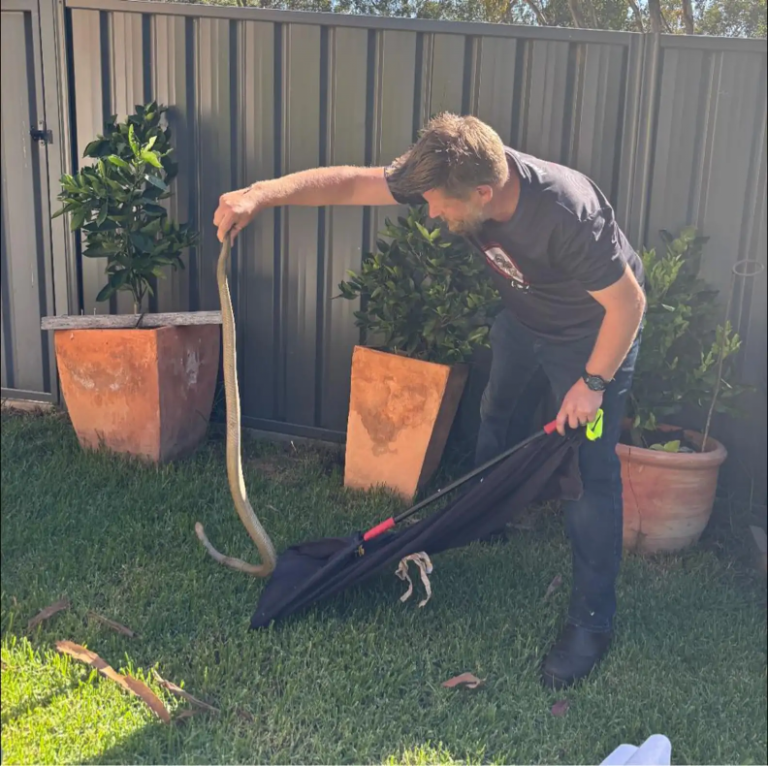 Veteran Snake Catcher Is Stunned After Discovering The Ingenious Way ...
