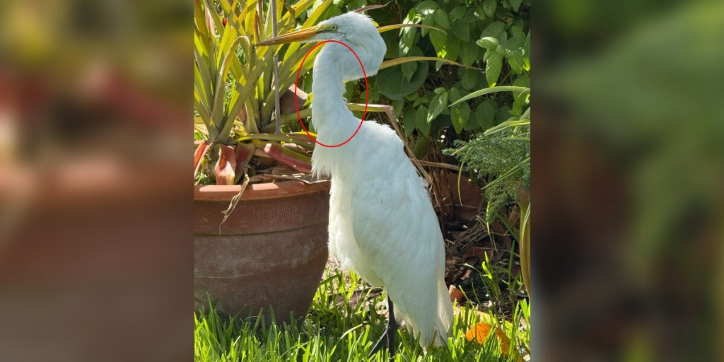 Man Watches Egret Stand Frozen For Hours — Then Sees A Snake Slither ...